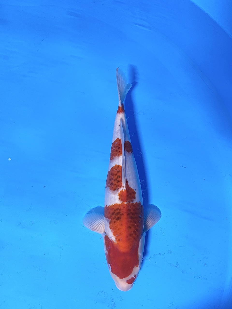 Ai Goromo - Majestic Koi Österreich