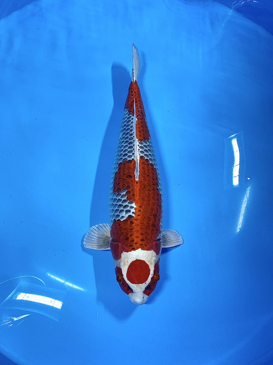 Kujaku - Majestic Koi Österreich